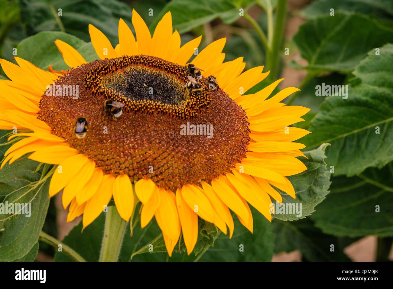 Bees seeds hi-res stock photography and images - Alamy