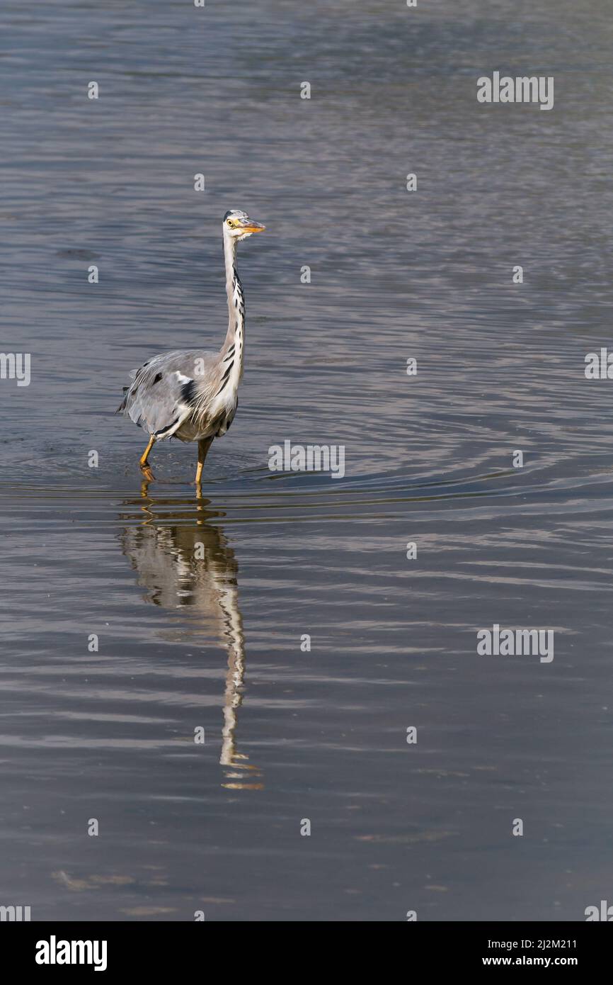 Grey heron (Ardea cinerea) walking through a pond at Lackford Lakes in ...