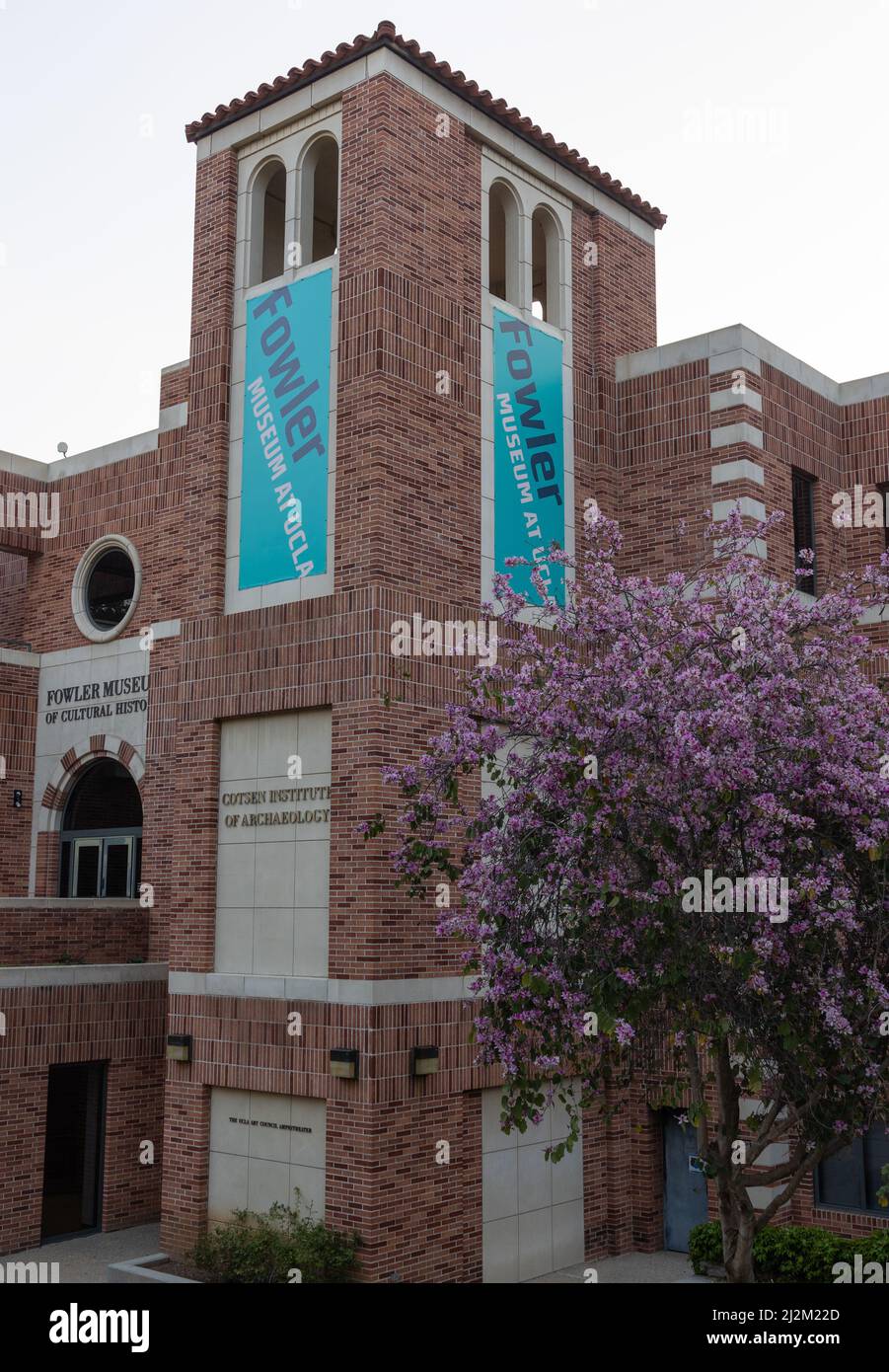 Flowering tree in front of a museum at UCLA Stock Photo - Alamy