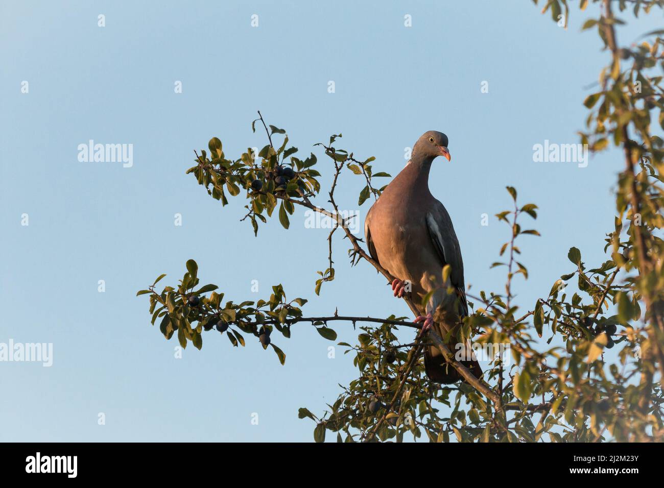 Pigeon cover hi-res stock photography and images - Alamy