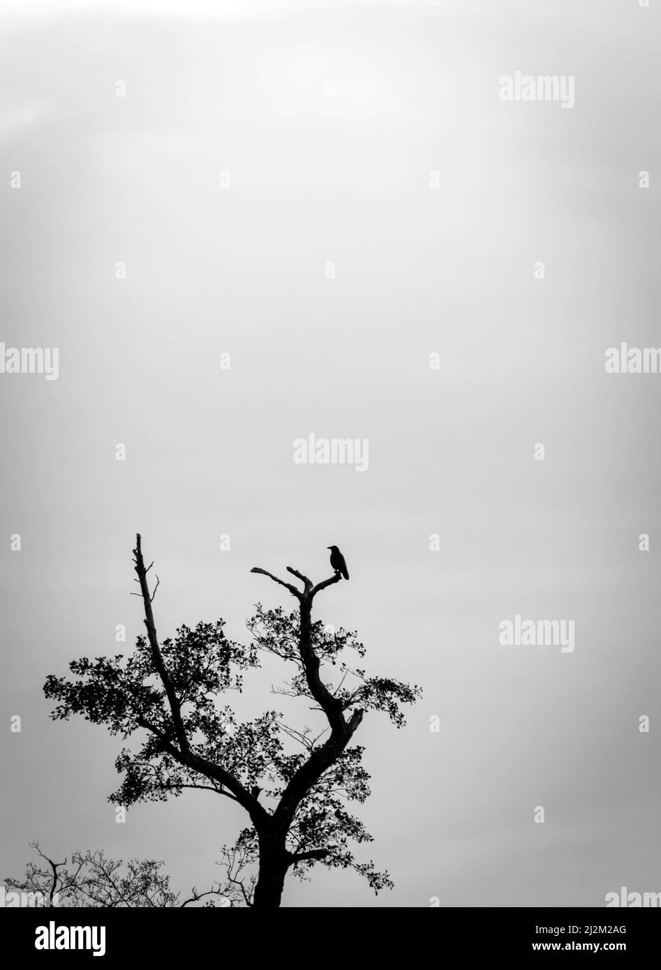 Autumn green tree on Black and White Stock Photos & Images - Alamy