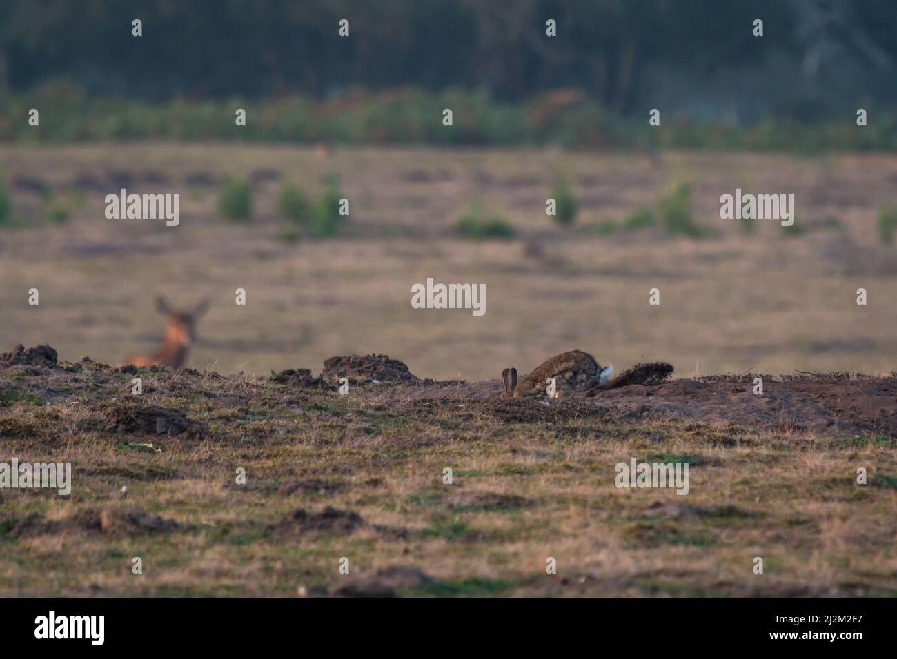A rabbit (Oryctolagus cuniculus) digs a burrow in the grassland of ...
