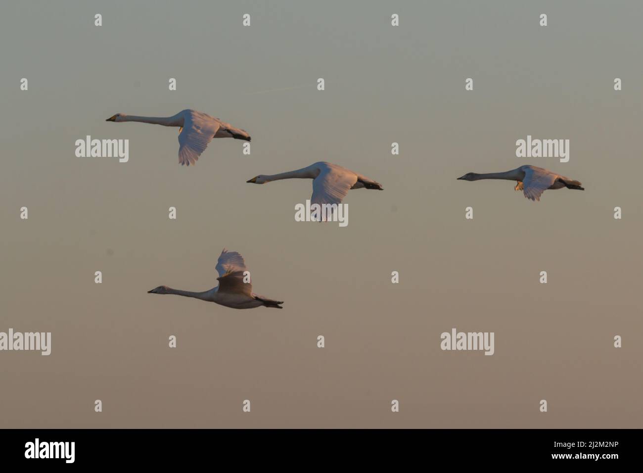 Swans rising out of water hi-res stock photography and images - Alamy