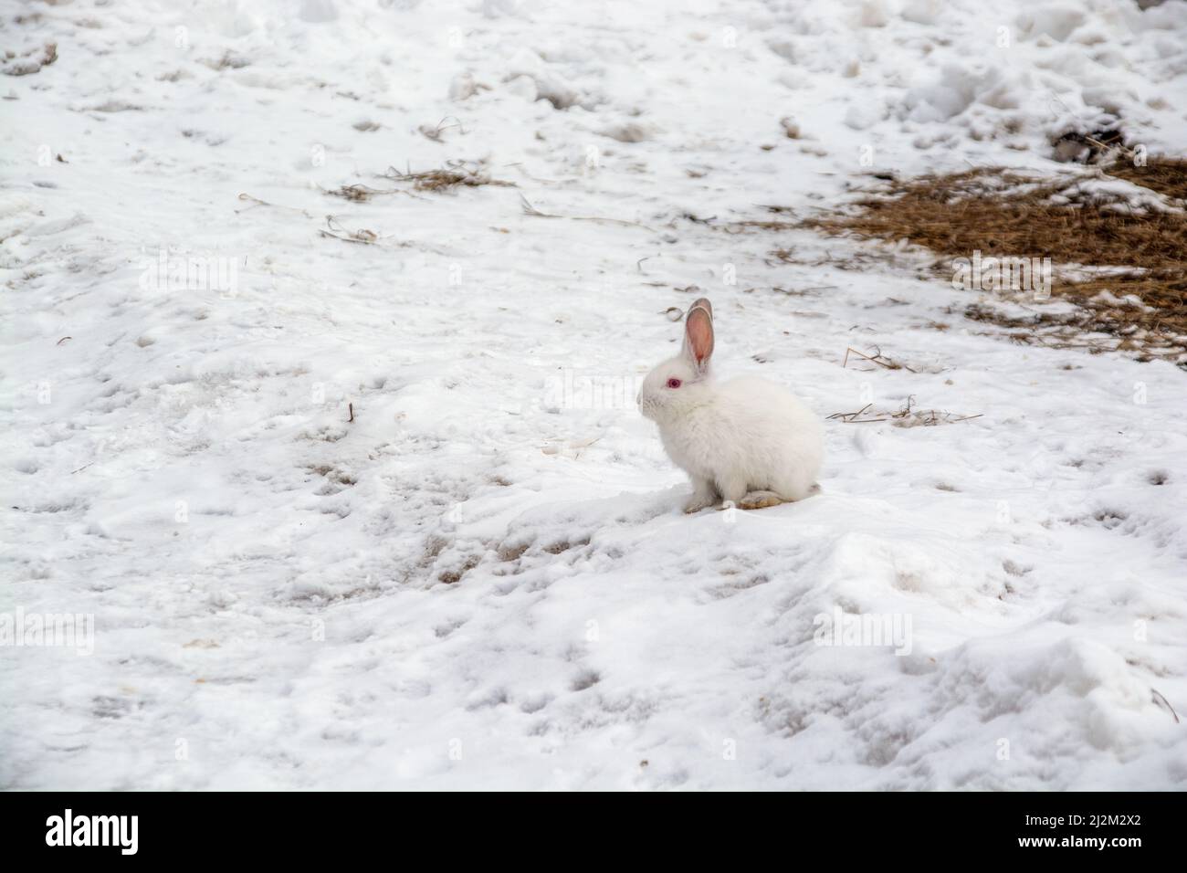White rabbit snow hi-res stock photography and images - Alamy