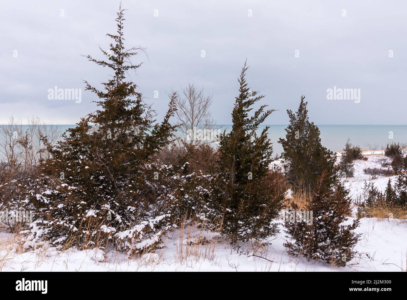 A view of pine trees in Pinery Provincial Park, Ontario, Canada, Lake ...