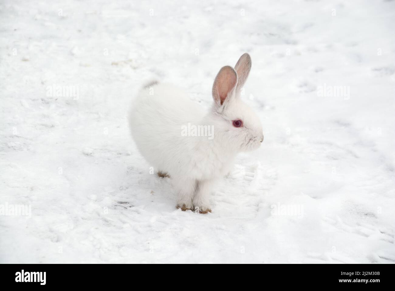 White rabbit snow hi-res stock photography and images - Alamy