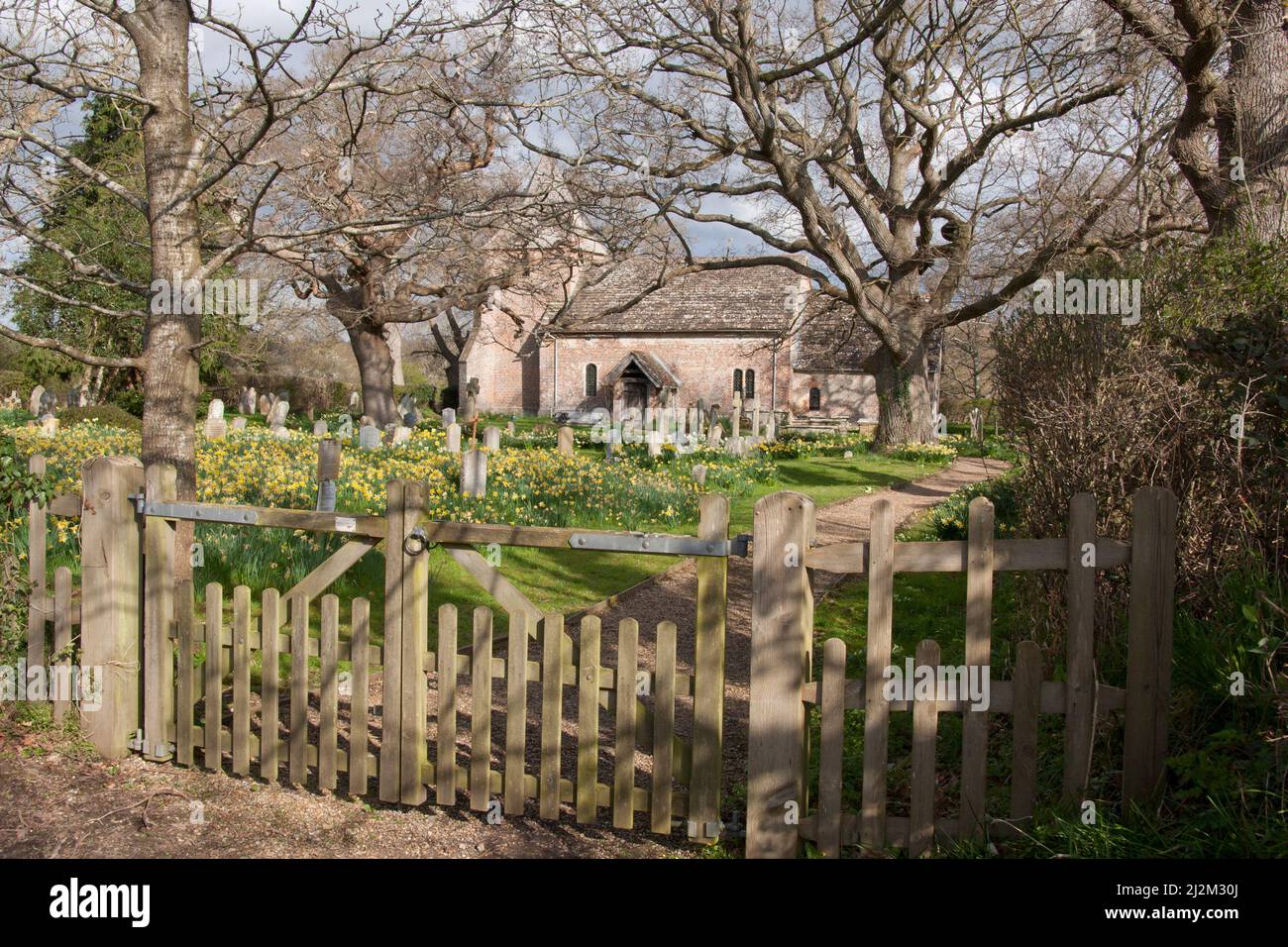 spring daffodils, St Peters Church, Twineham, West Sussex, England ...