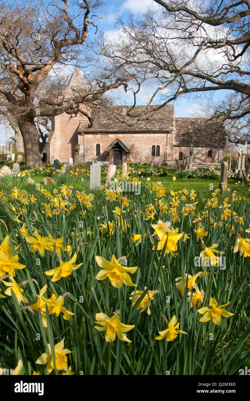 spring daffodils, St Peters Church, Twineham, West Sussex, England ...