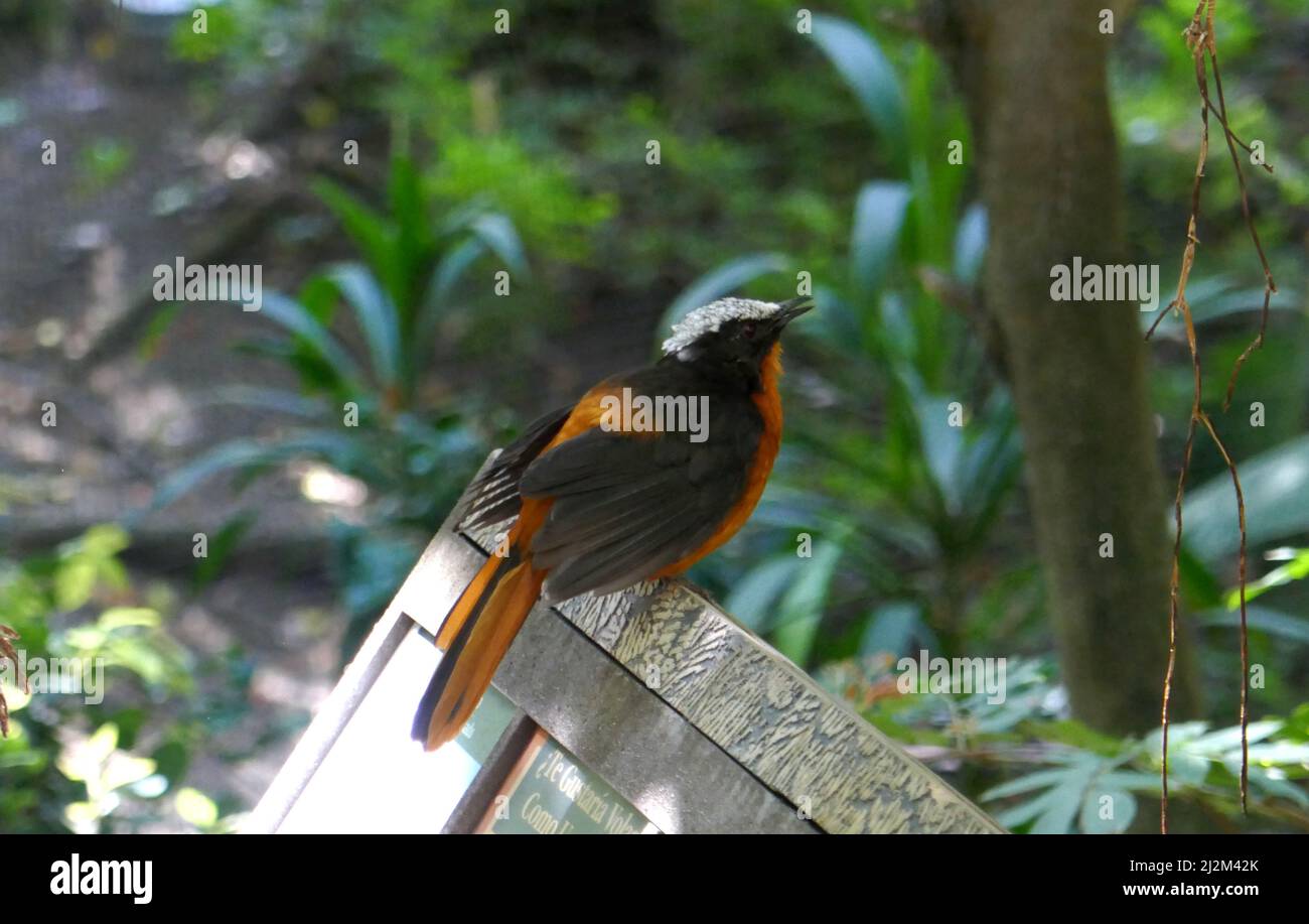 Los Angeles, California, USA 18th March 2022 A White-crowned Robin Chat ...