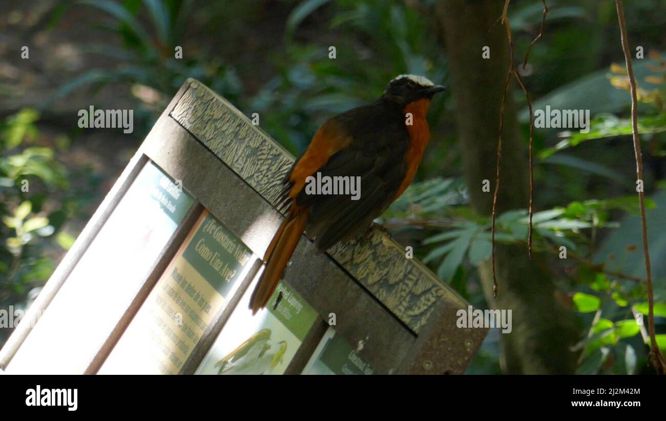 Los Angeles, California, USA 18th March 2022 A White-crowned Robin Chat ...