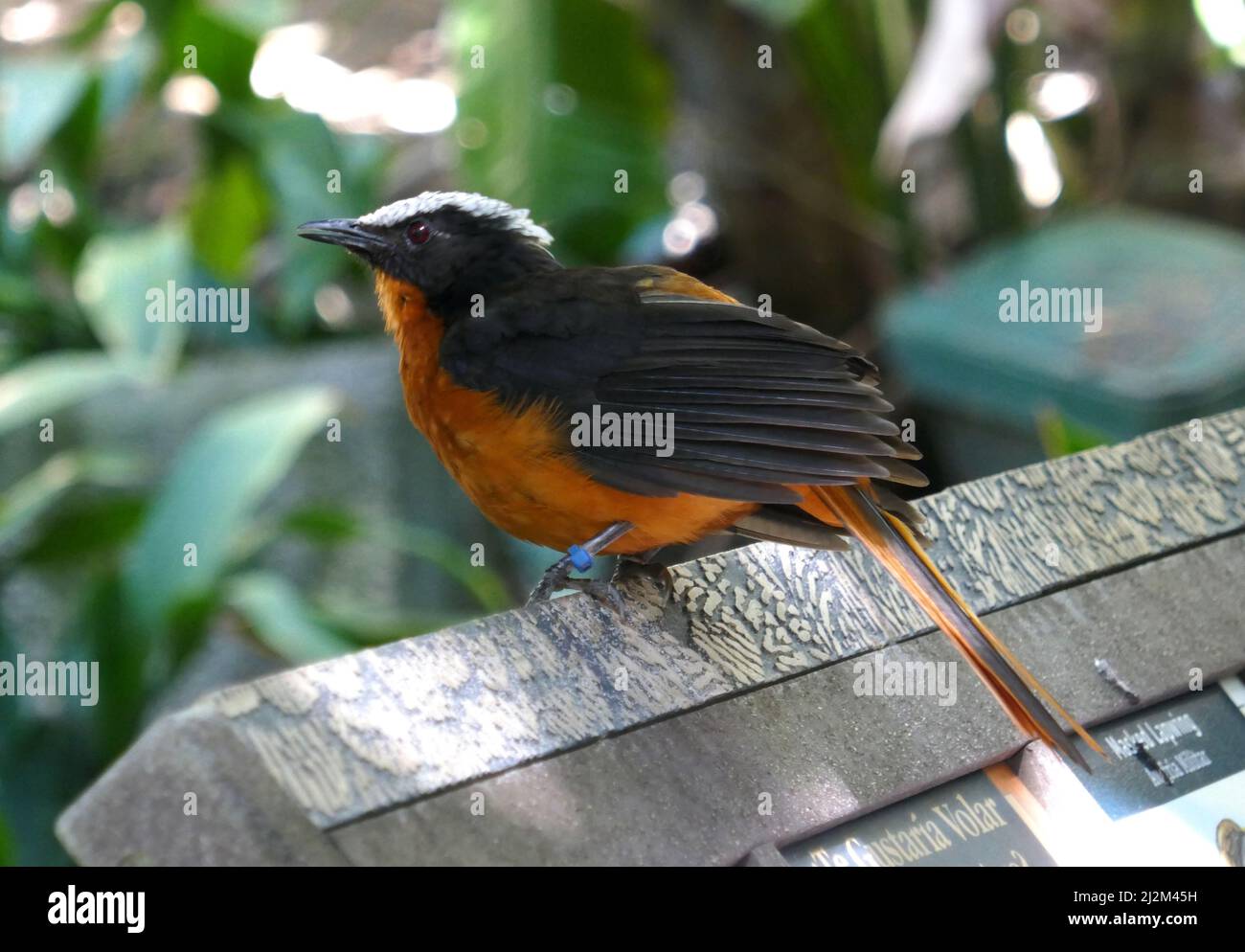Los Angeles, California, USA 18th March 2022 A White-crowned Robin Chat ...