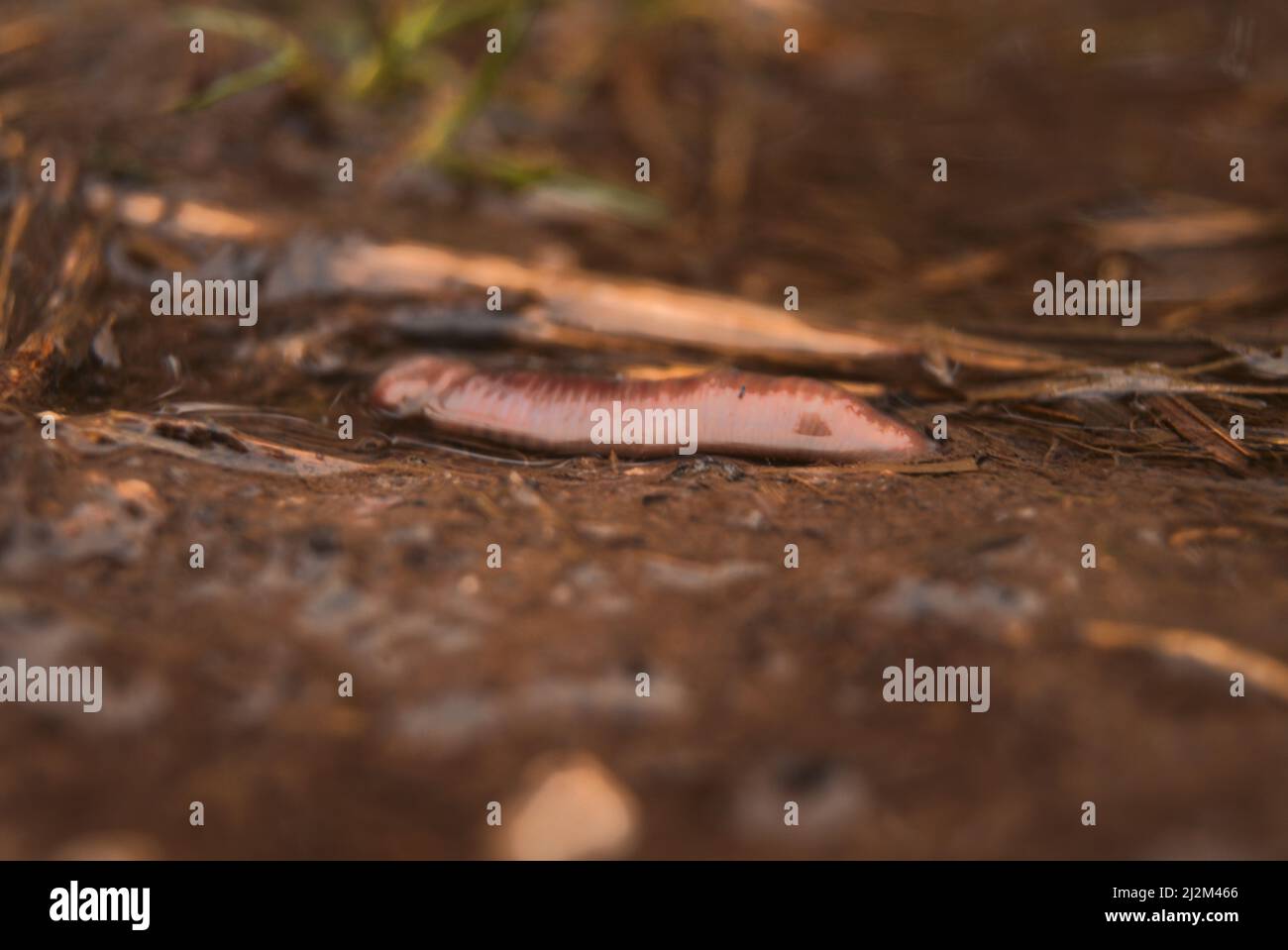 A closeup of an Earthworm on the soil in a forest Stock Photo - Alamy