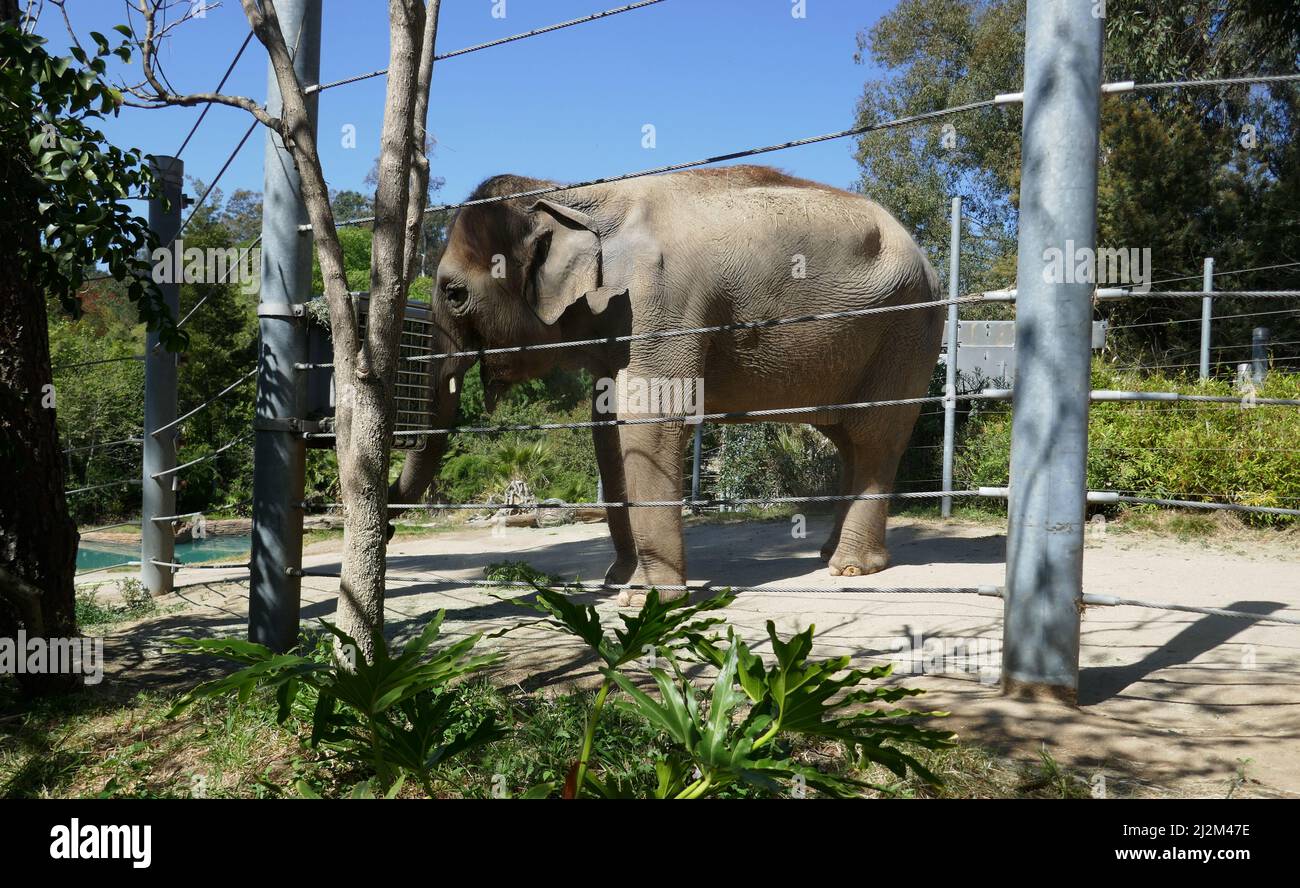 Los Angeles, California, USA 18th March 2022 An Elephant at the LA Zoo ...