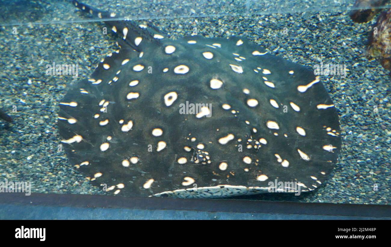 Los Angeles, California, USA 18th March 2022 A Polka Dot Stingray in ...