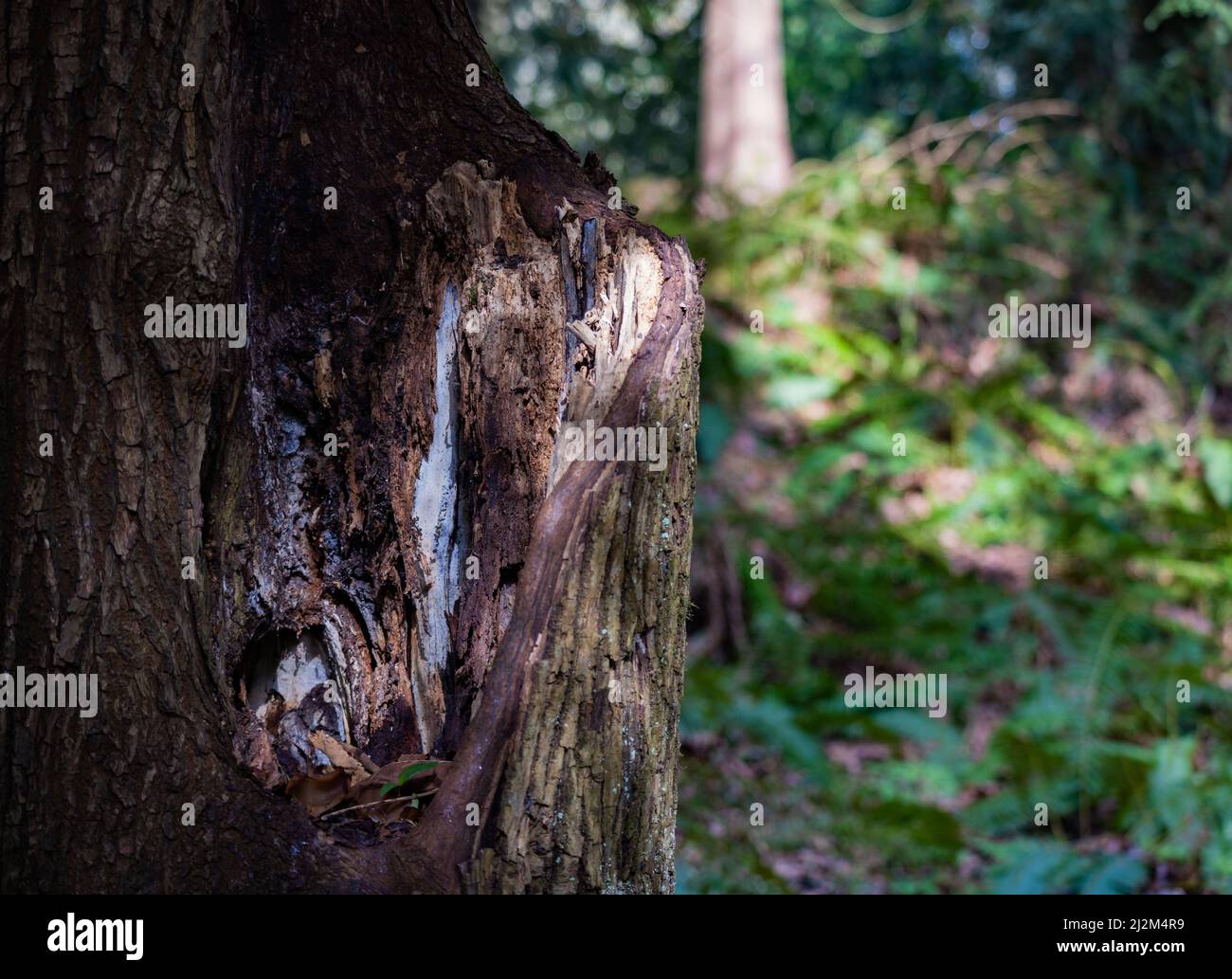 White mystery paste inside tree stump focused on with everything else ...