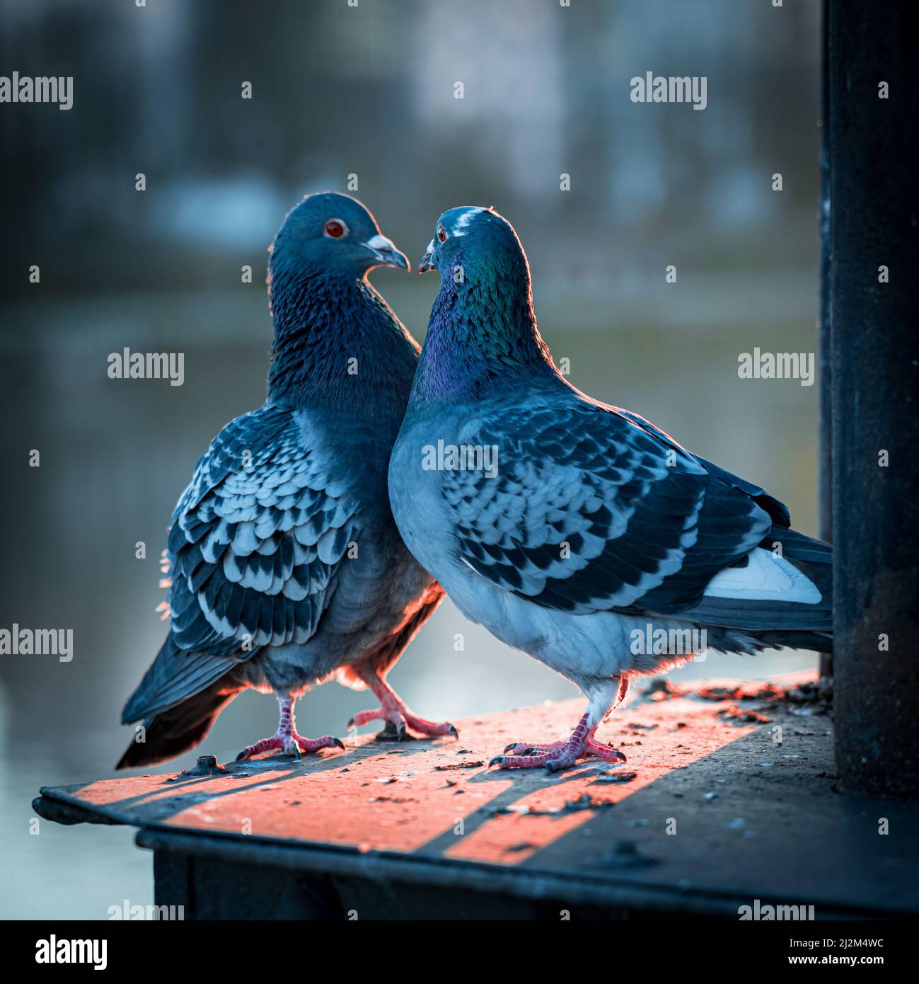 Birds looking at each other hi-res stock photography and images - Alamy