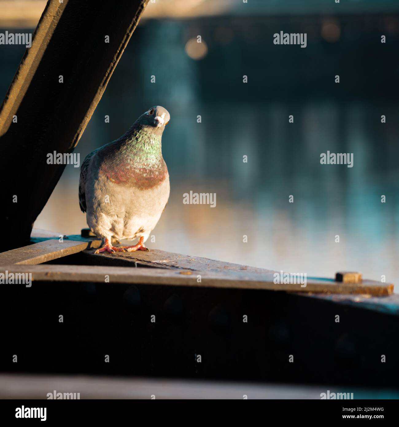 A close-up shot of a pigeon sitting on a metallic piece in a blurry ...