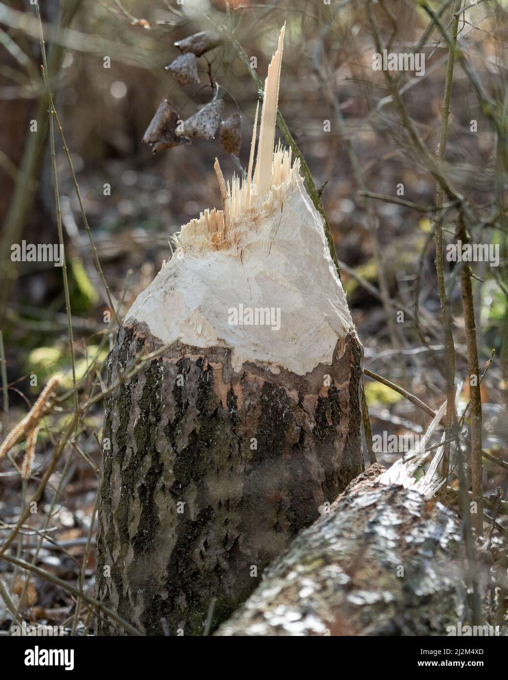 A vertical shot of a tree root with beaver bites in the daytime Stock ...