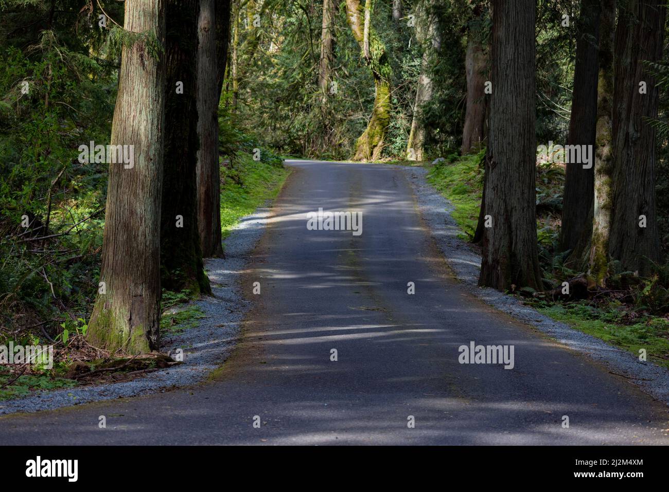 Lonely path forward with open road to follow surrounded by forest Stock ...