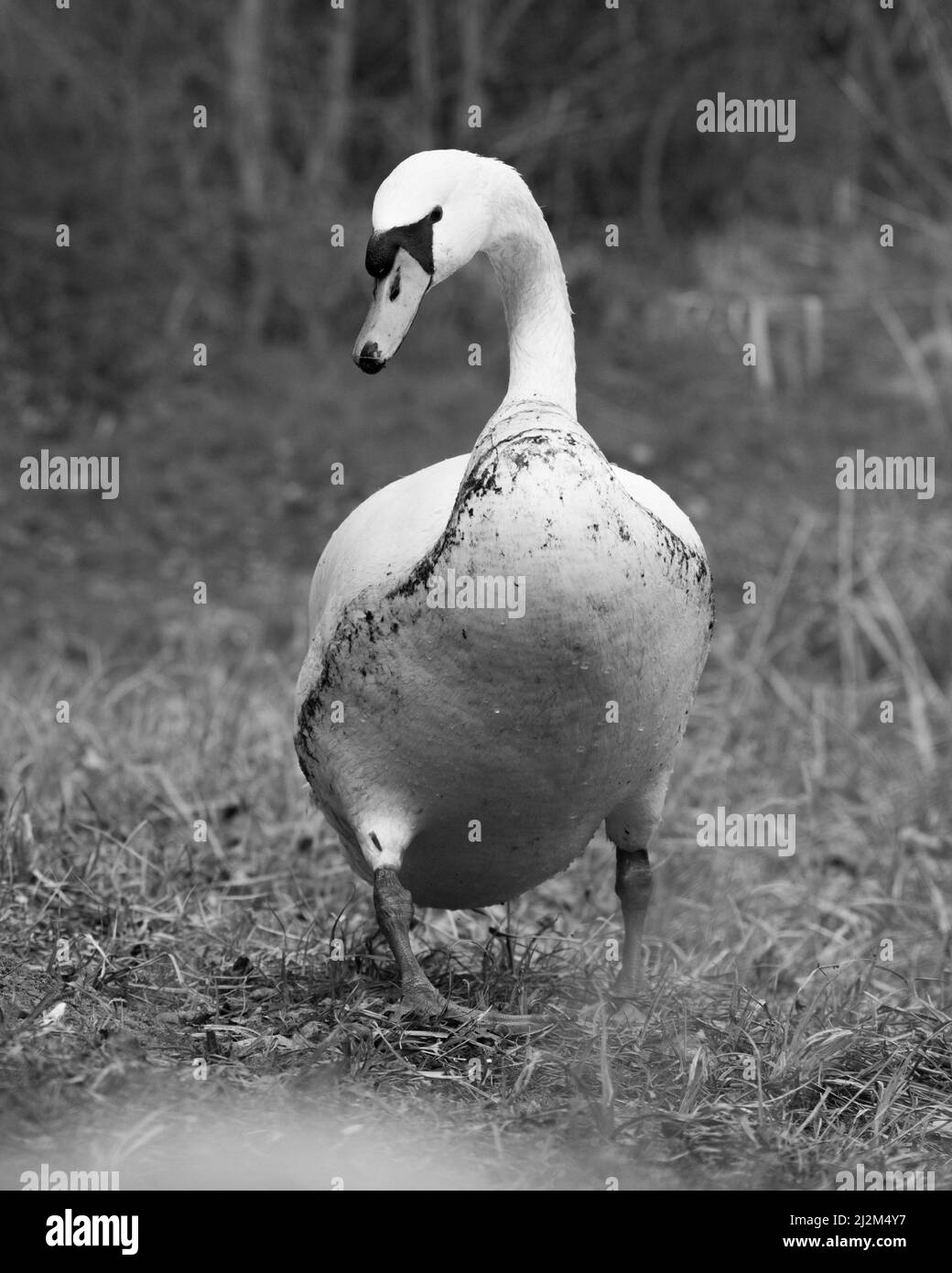 Long neck swan Black and White Stock Photos & Images - Alamy