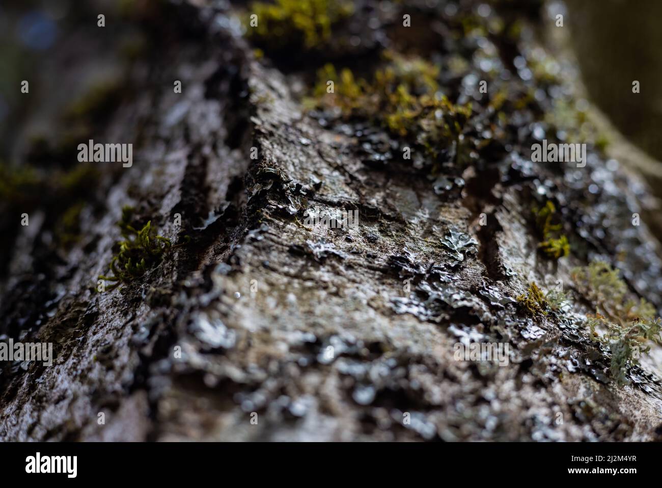 Very narrow focus on tree skin with flaking debris falling off of ...