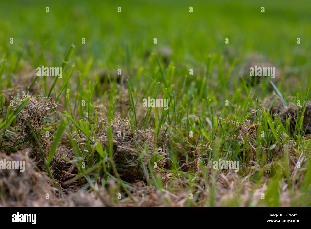Gorgeous grass if you like the clumpy mess vibe. Blurred background and ...