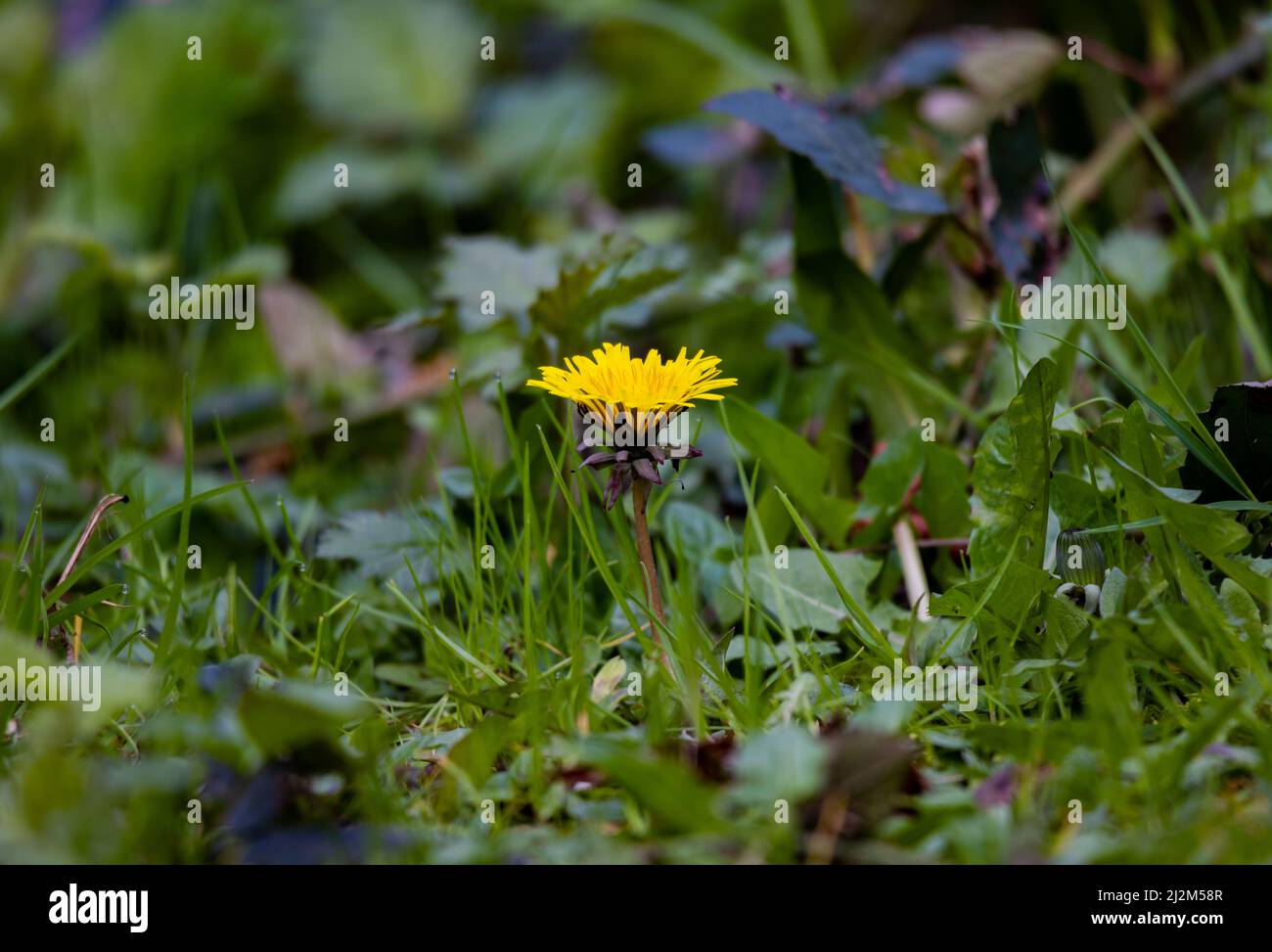 Awesome and fantastic picture of yellow flower petals pointing toward ...