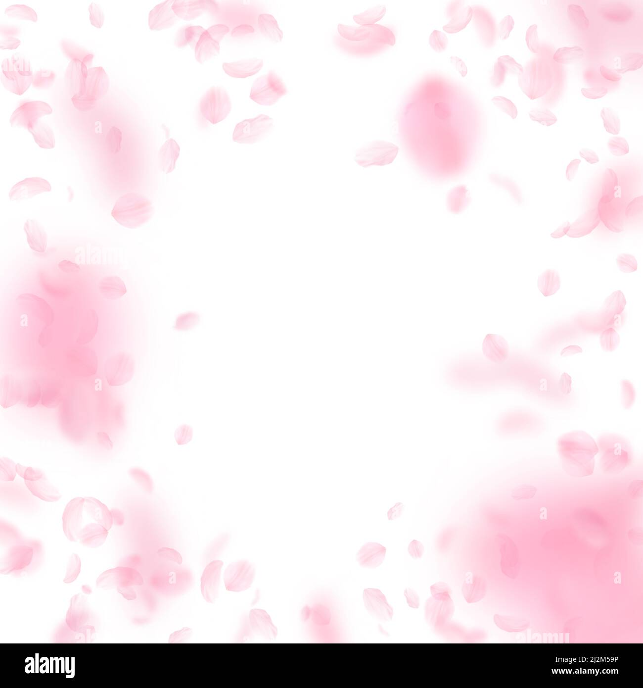 Sakura petals falling down. Romantic pink flowers vignette. Flying ...