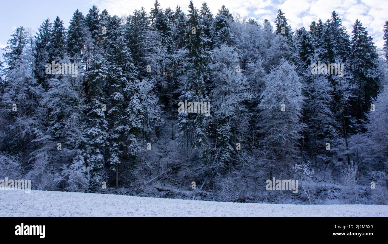 A beautiful shot of tall snowy white trees in a forest Stock Photo - Alamy
