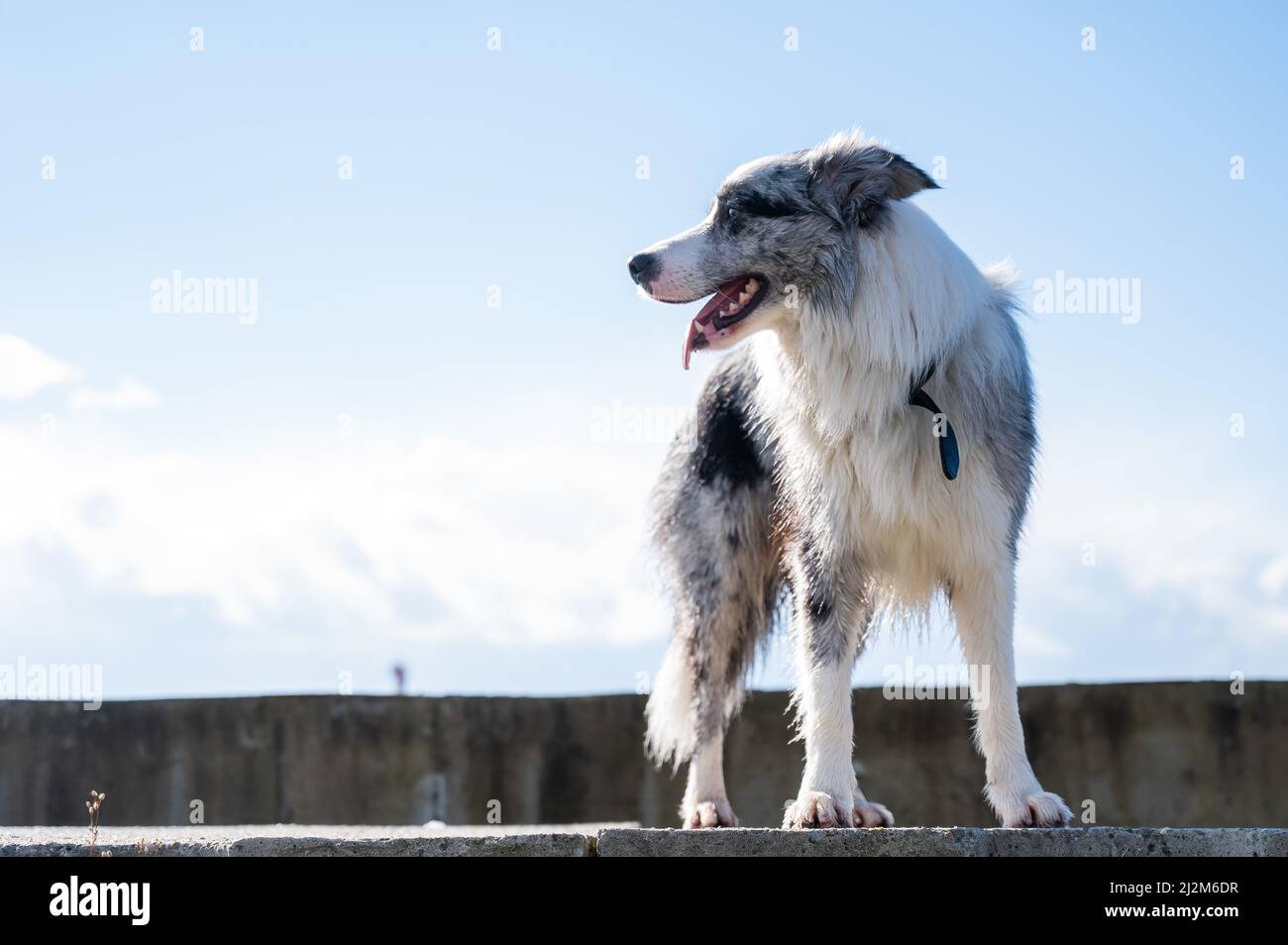 Spotted border hi-res stock photography and images - Alamy
