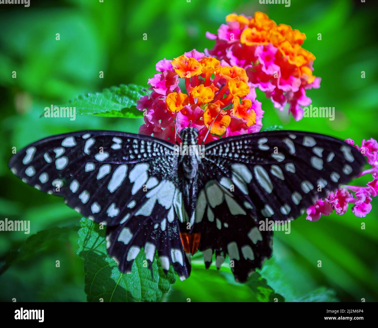 Butterfly of iran hi-res stock photography and images - Alamy