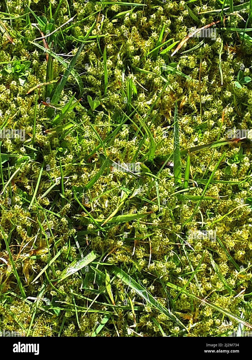 This image of a moss covered lawn would make a great background rather ...