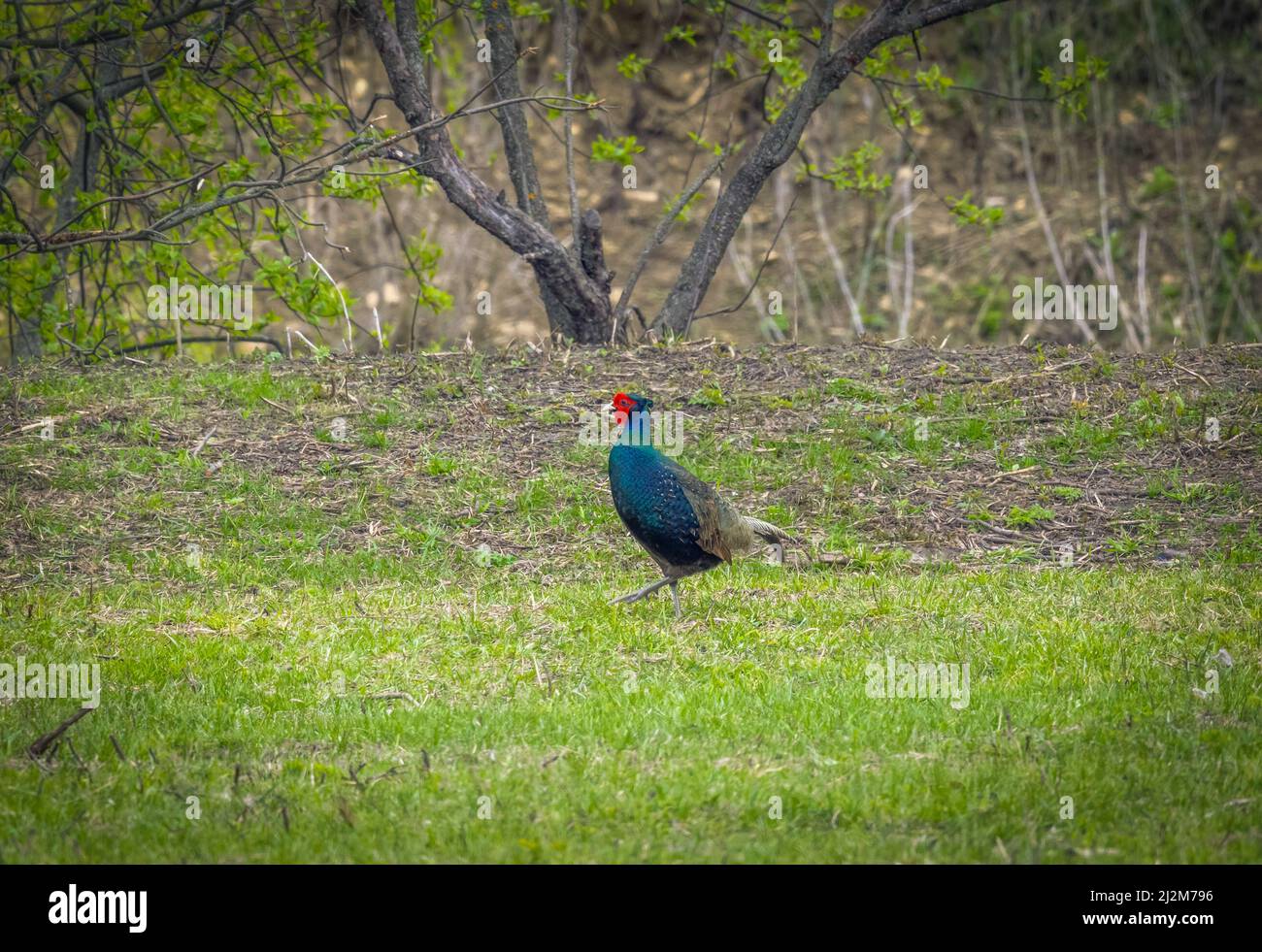 Wild pheasant in its natural habitat close-up Stock Photo - Alamy