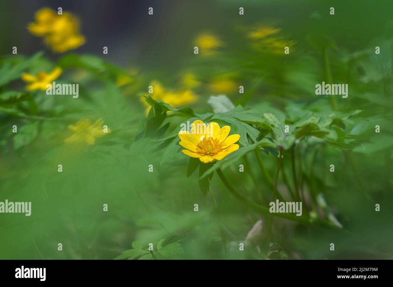 The first spring wild flowers are yellow in close-up on a green ...
