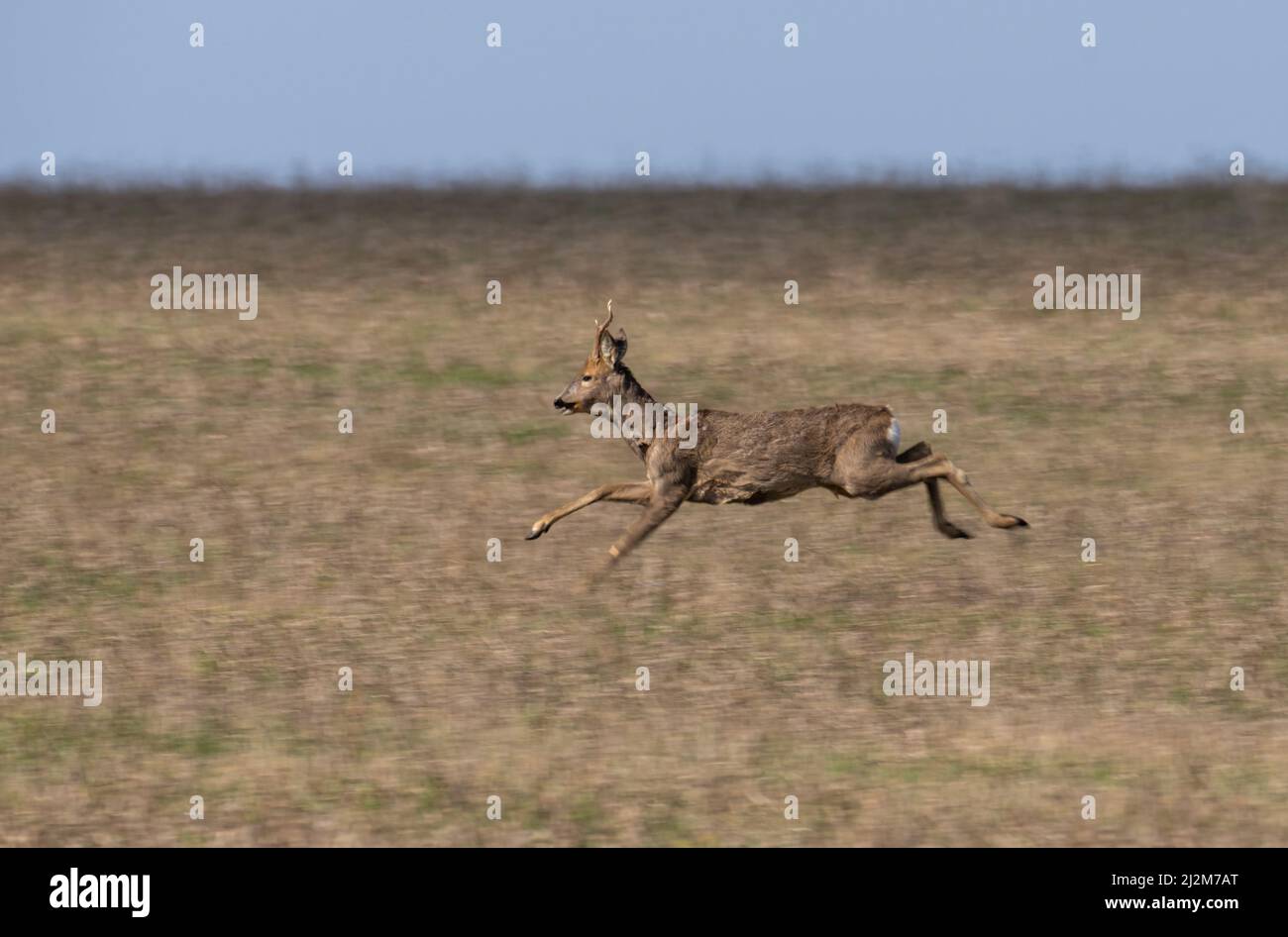 Wild deer are jumping very fast across the field Stock Photo - Alamy