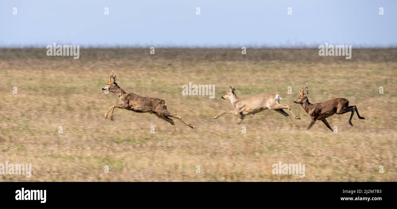 Wild deer are jumping very fast across the field Stock Photo - Alamy