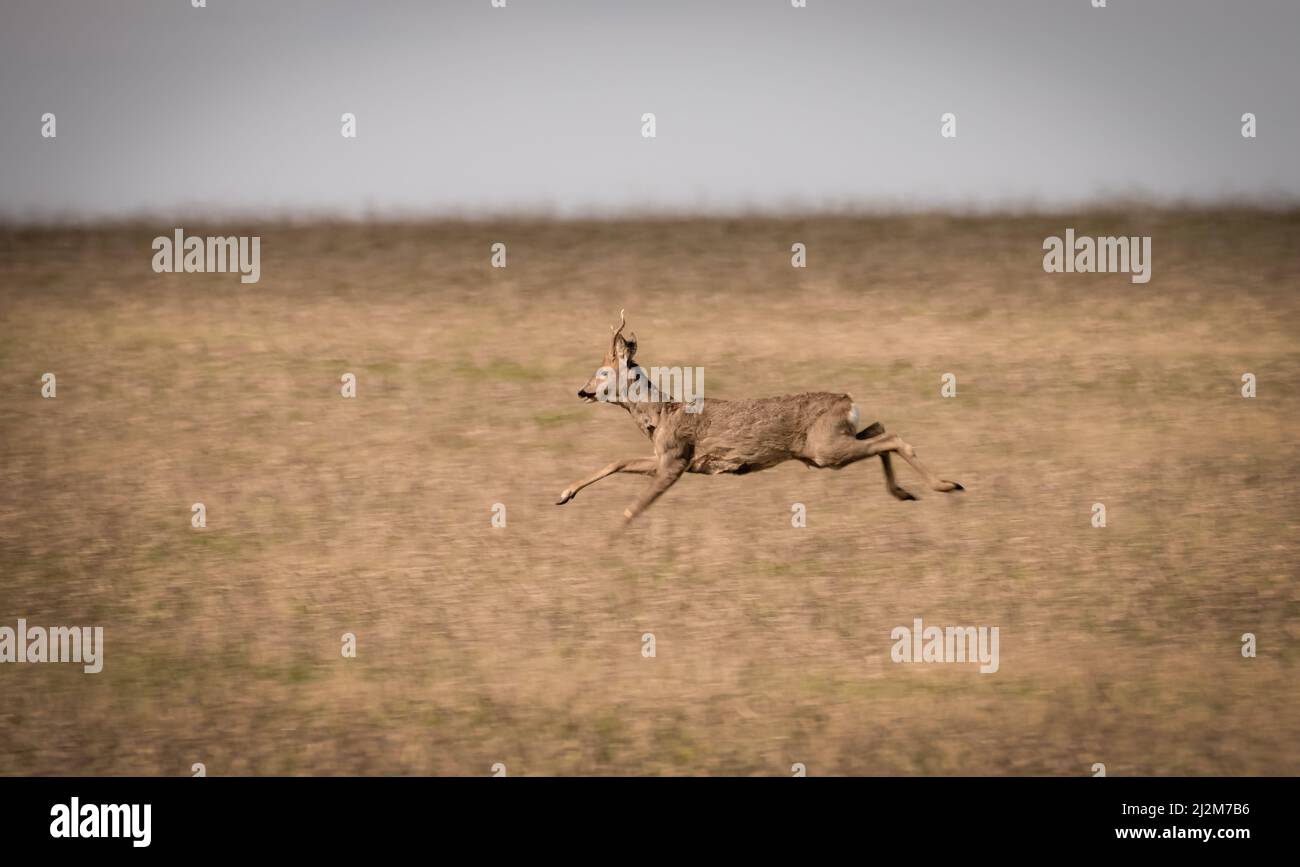 Wild deer are jumping very fast across the field Stock Photo - Alamy