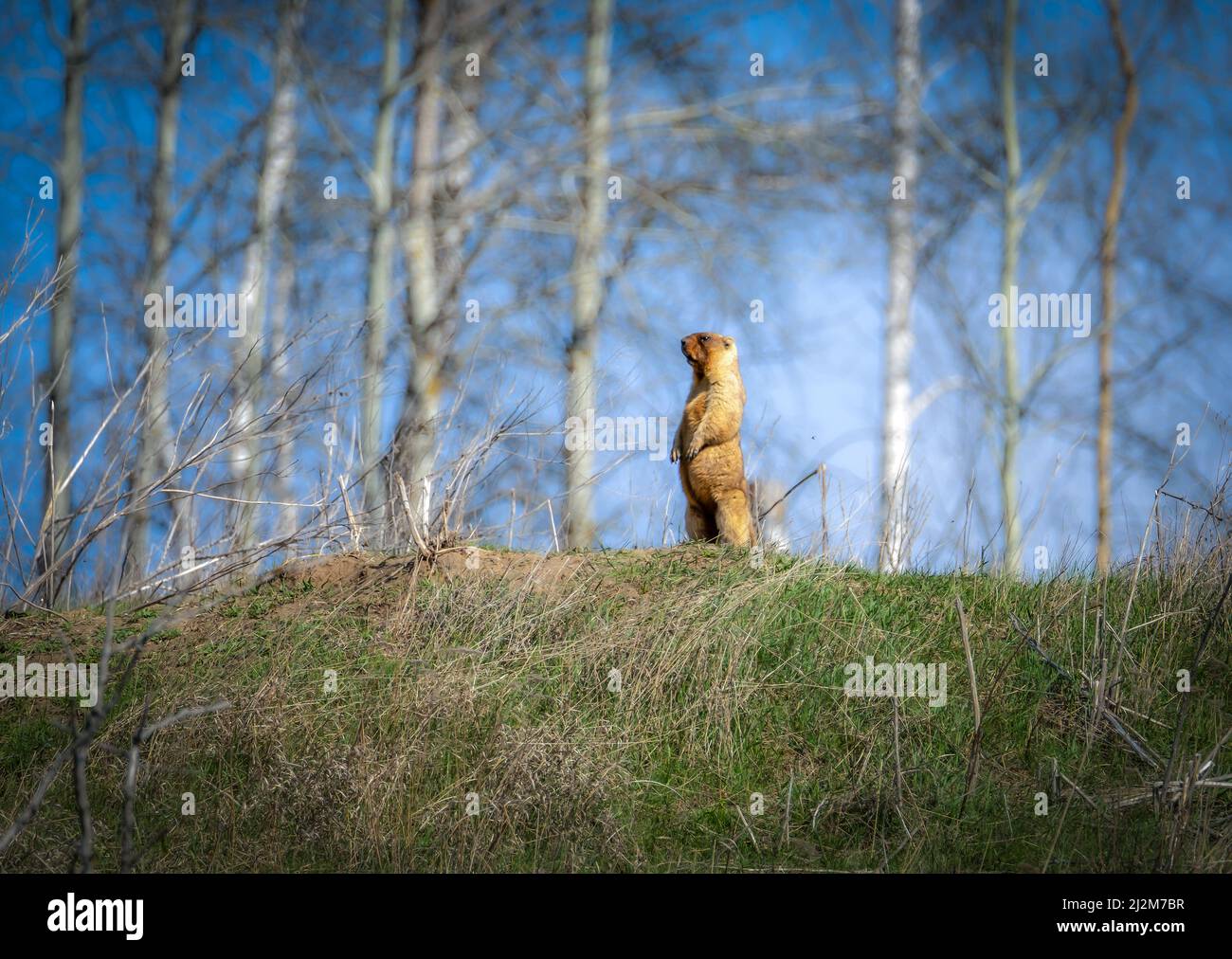 A groundhog stands on its hind legs against the background of the sky ...