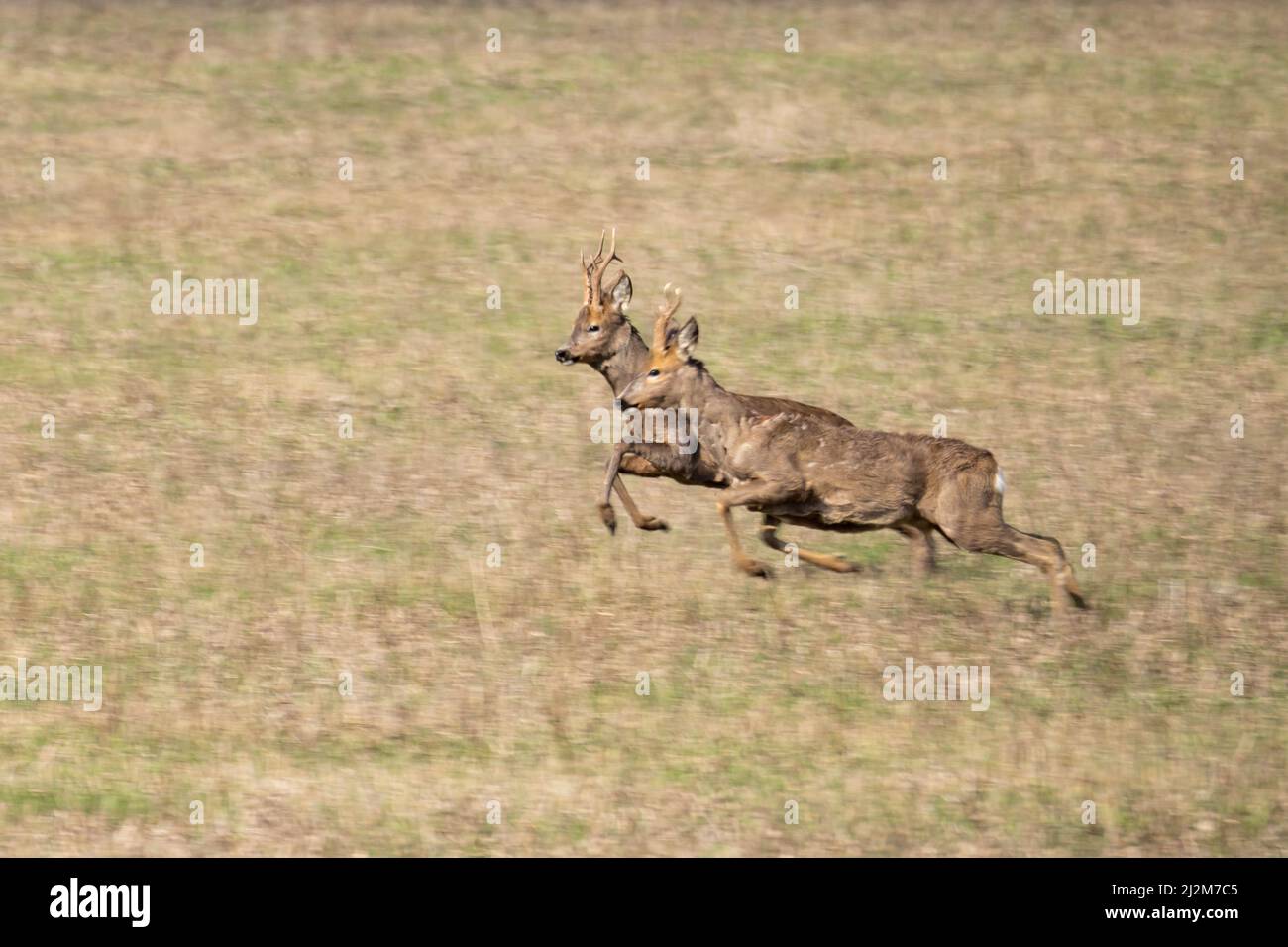 Wild deer are jumping very fast across the field Stock Photo - Alamy