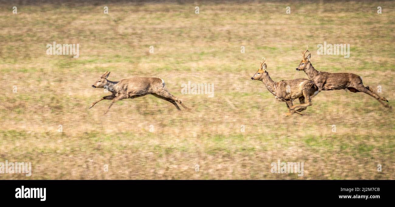Wild deer are jumping very fast across the field Stock Photo - Alamy