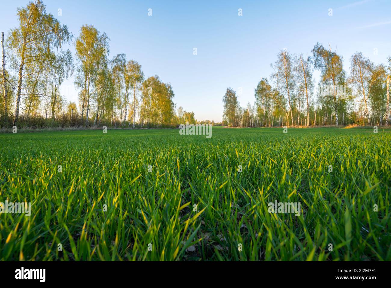 Farm crops surrounded in trees hi-res stock photography and images - Alamy