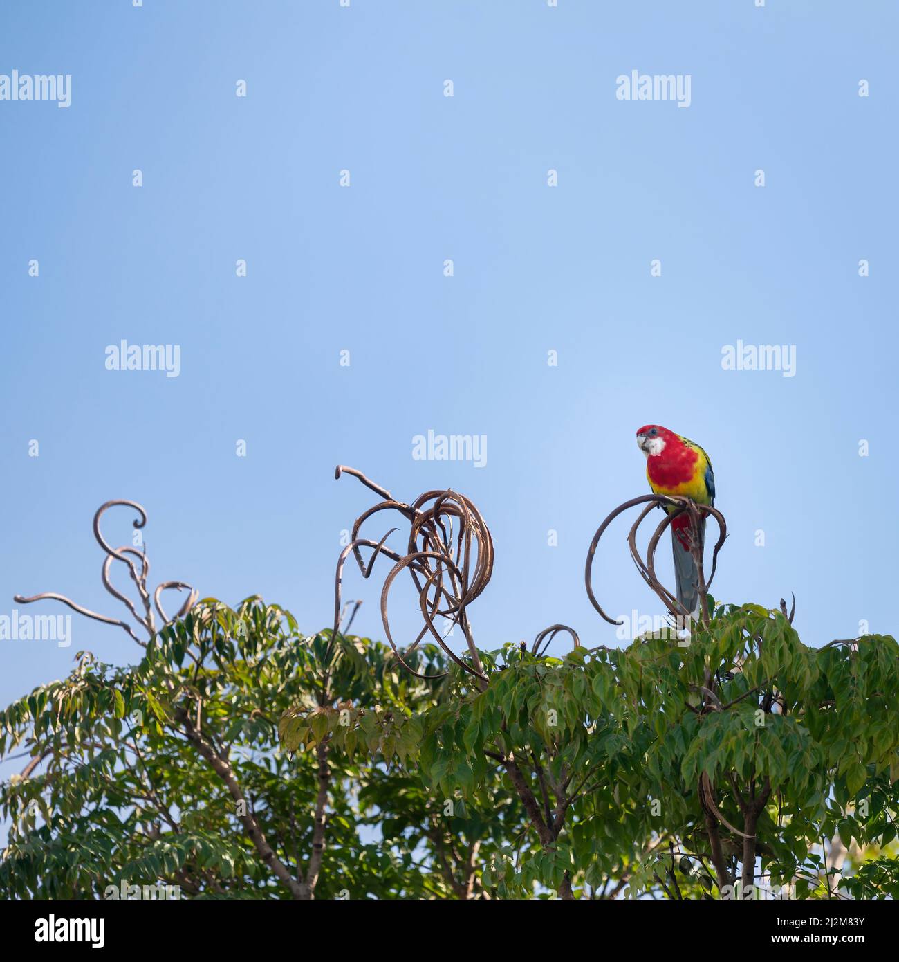 White parrot with red beak hi-res stock photography and images - Alamy