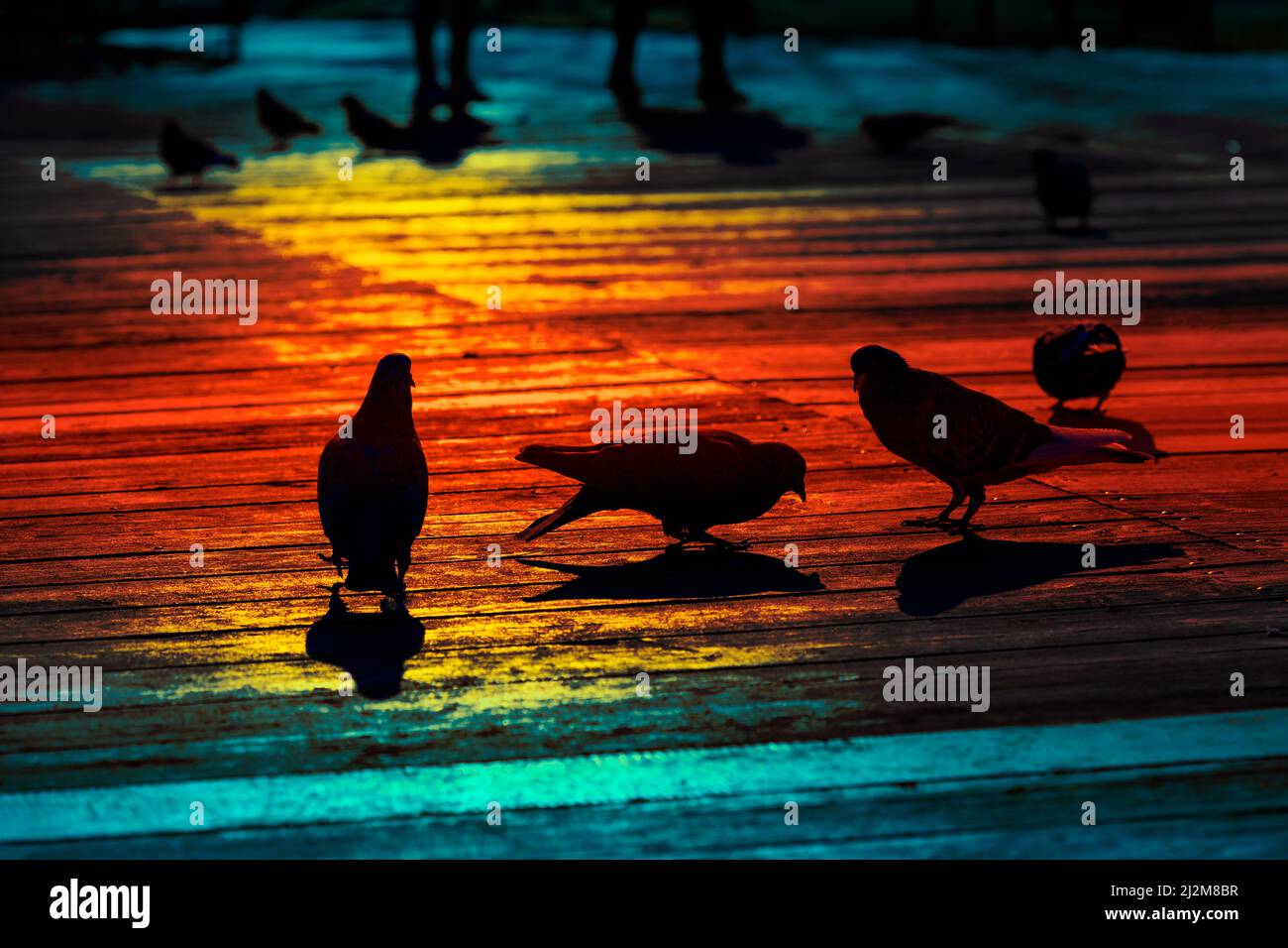 Bird silhouettes in gradient colors . Pigeons on the city pavement ...