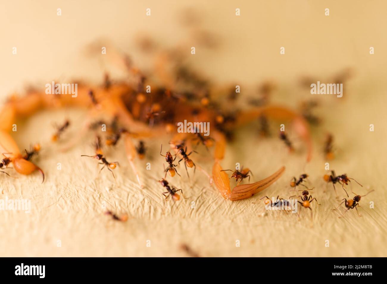 Scorpion is eating by ants. Wildlife of insects. Macro, selective focus ...