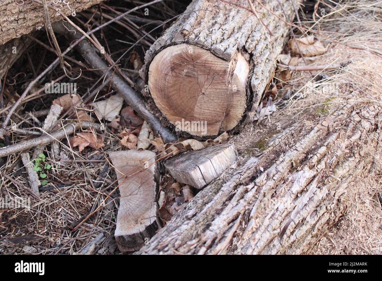 A Cut Black Walnut Branch Stock Photo - Alamy