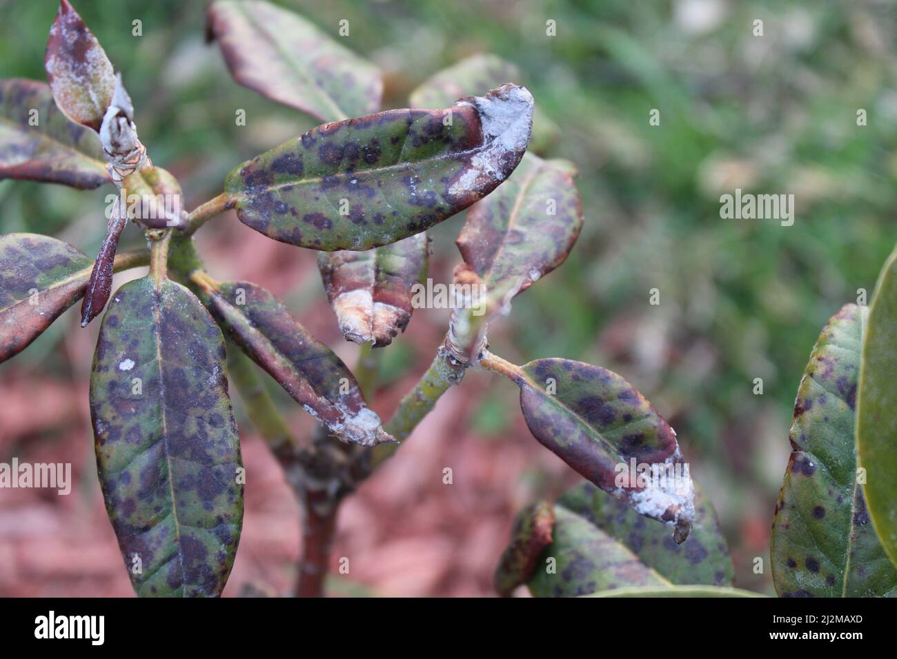 A Neon Rhododendron Plant with a Fungal Leaf Spot Infection Stock Photo ...