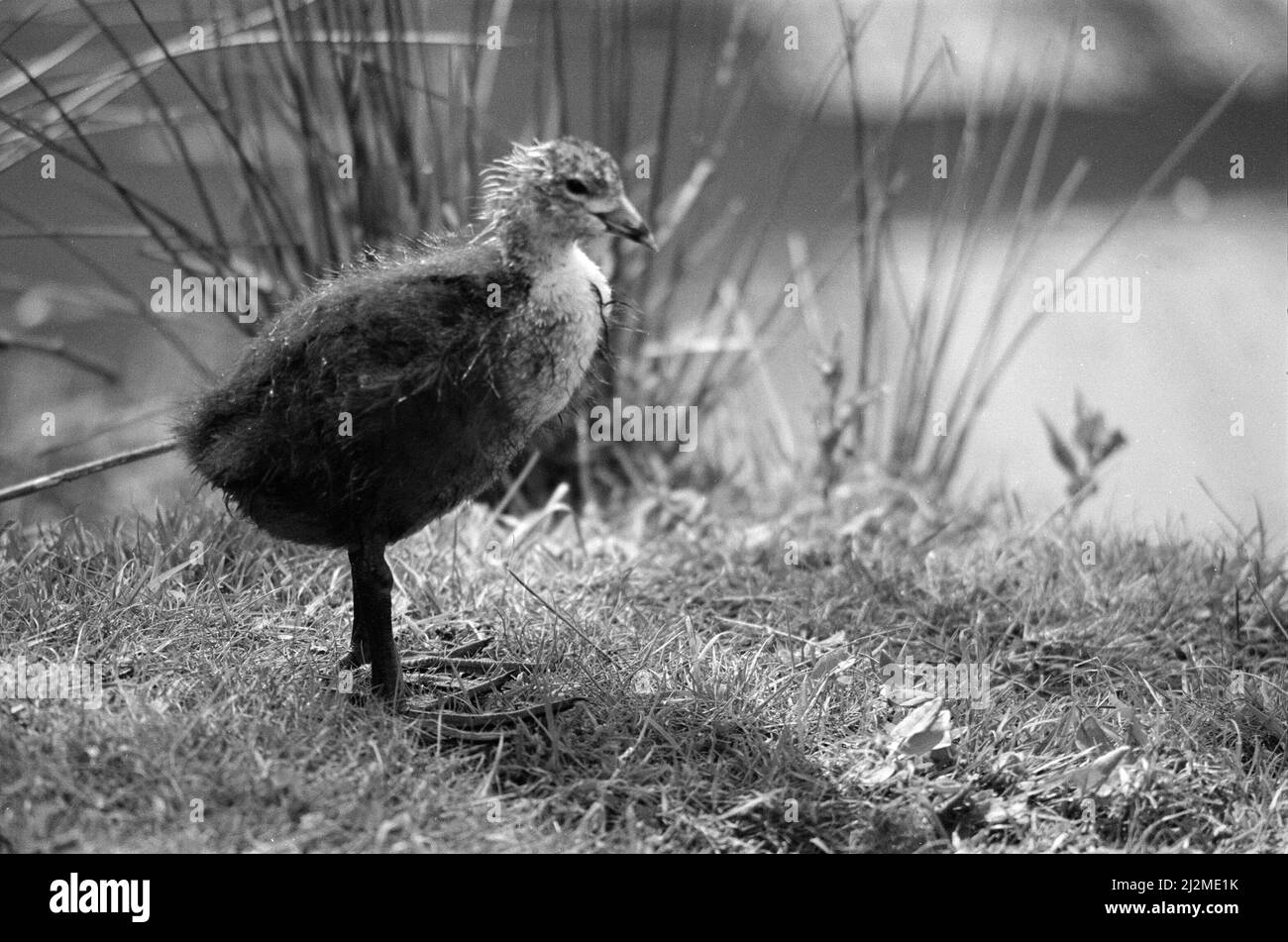 Chester zoo Black and White Stock Photos & Images - Alamy