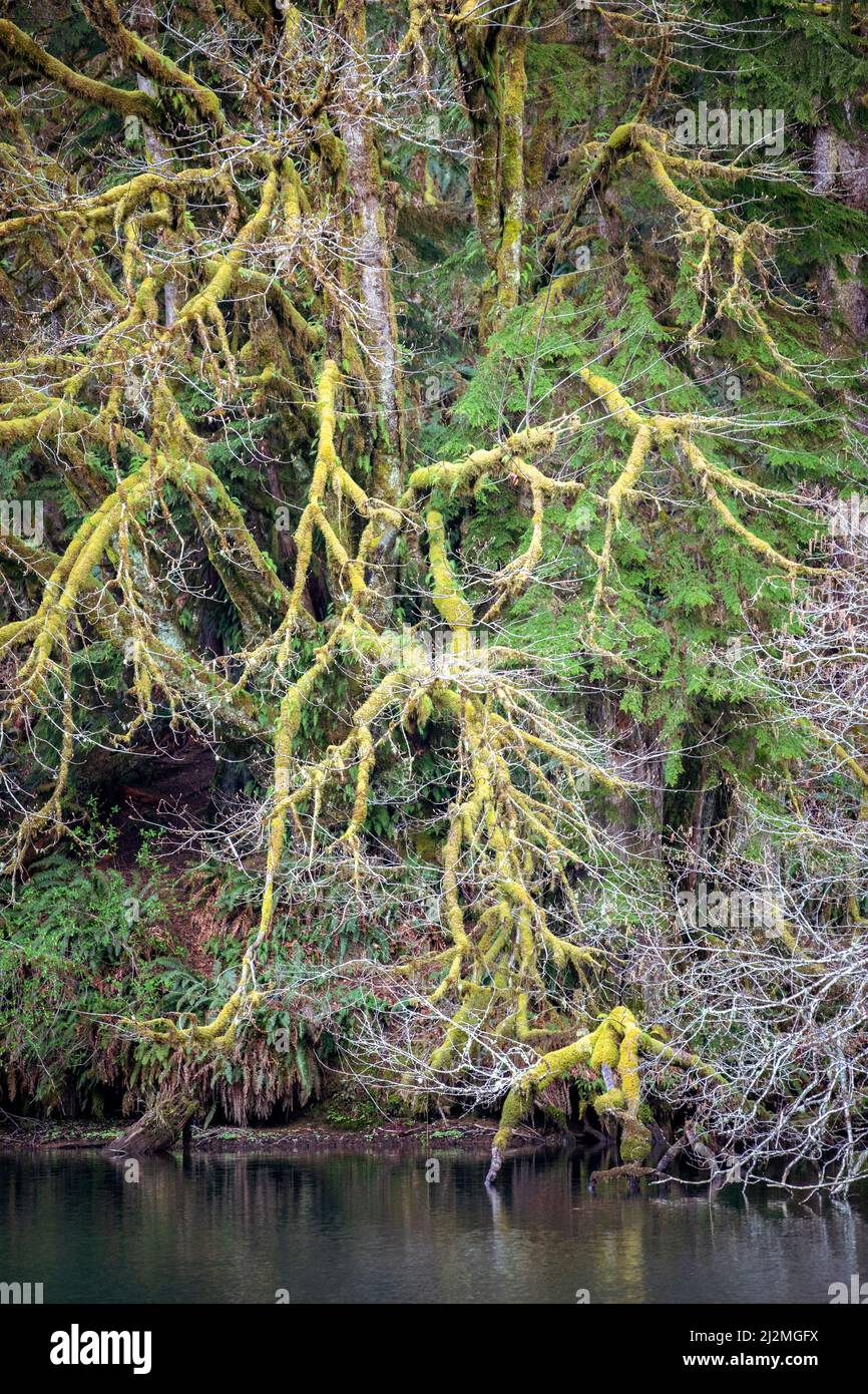 Moss covered tree intertwined with cedar branches along the shore of ...