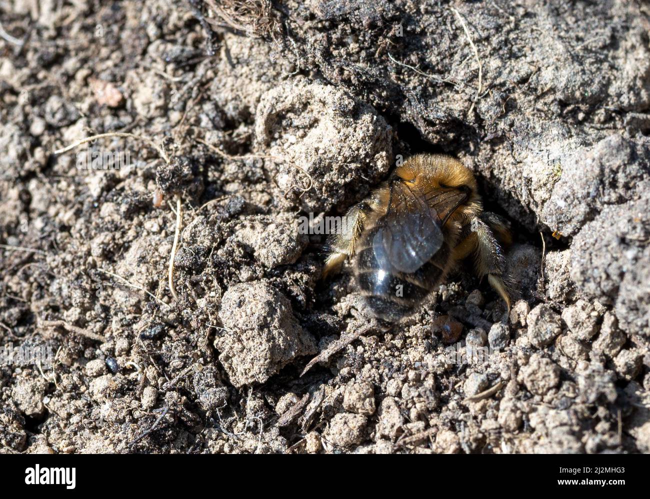 Mainz, Germany. 19th Mar, 2022. A Bearded Sand Bee (Andrena barbilabris ...