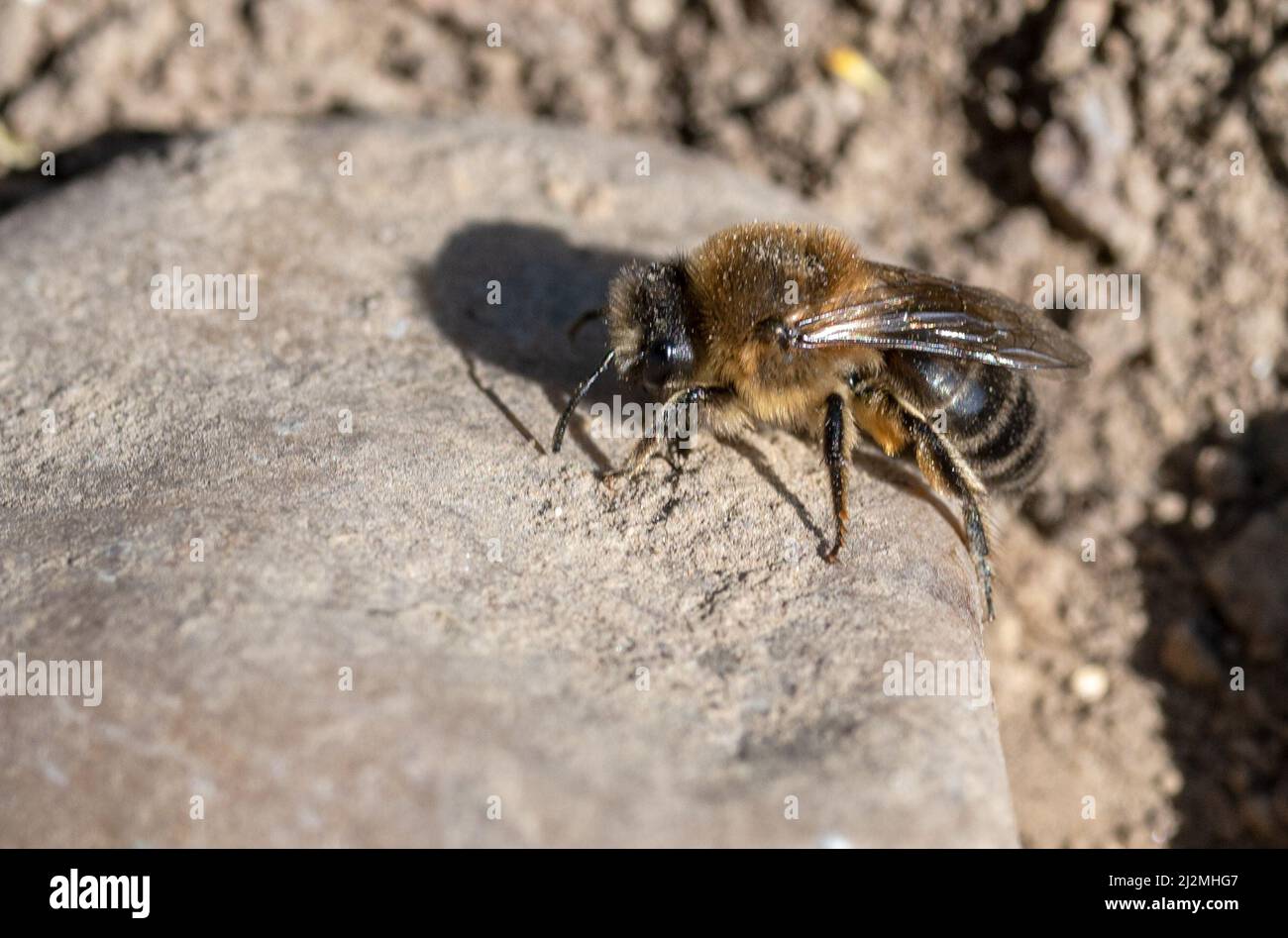 Mainz, Germany. 19th Mar, 2022. A Bearded Sand Bee (Andrena barbilabris ...